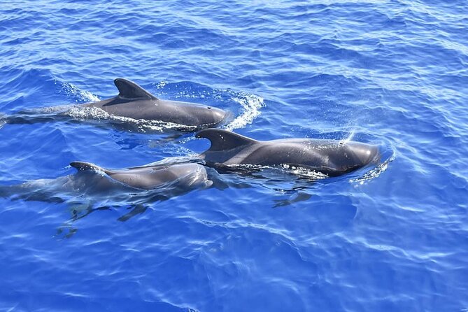 Whale Watching Catamaran in Costa Adeje (Including drinks & Sandwich) - FAQ
