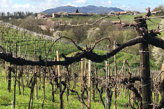 Wine Tour whit wine tasting - Final Thoughts on Value and Experience