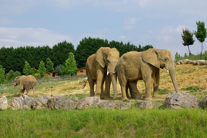 Zoo Of Beauval - Private Trip - Final Thoughts: Is it Worth It?