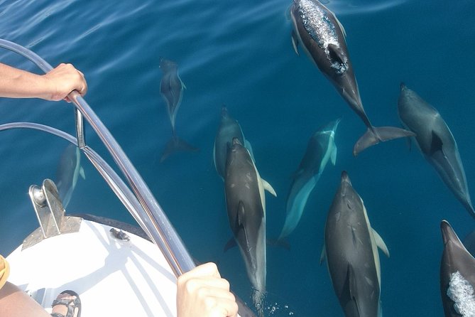 2 h Estepona Bay Tour - The Sum Up
