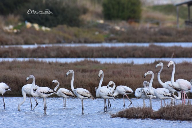 Albania Birdwatching, Kayaking, Bicycle National Park Divjaka Karavasta(ARG) - FAQ