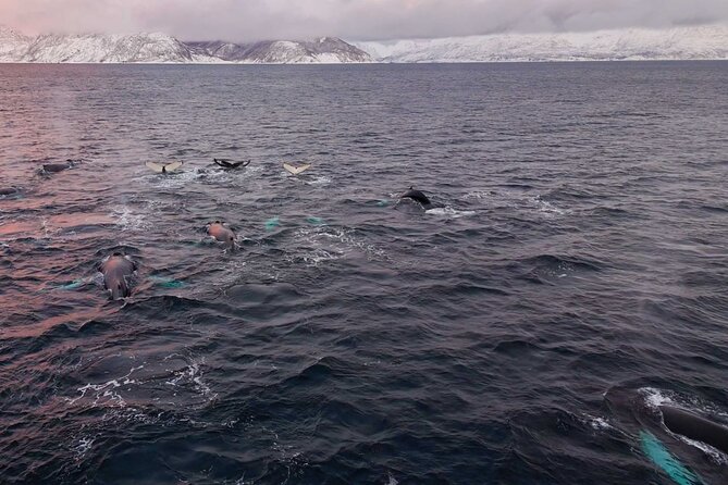 Alta Fjord Whale Watching on a Heated Boat - FAQ