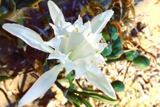 Amazing Beach Hike Experience Of Paros - FAQs