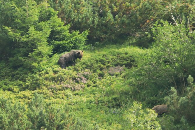 Bearwatching Hiking Day Tour in High Tatras from Poprad - Final Thoughts