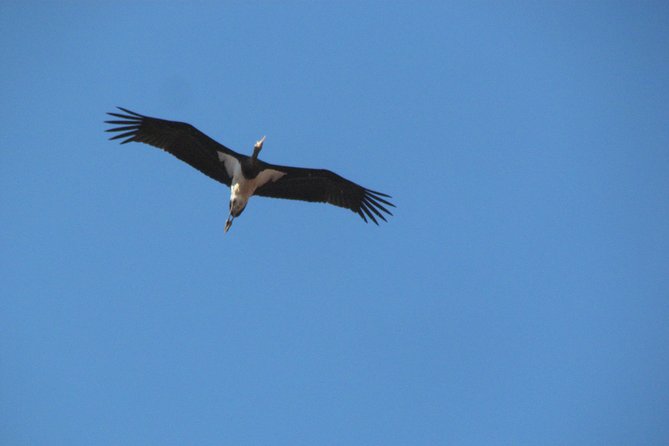 Birdwatching day around Sagres - FAQs