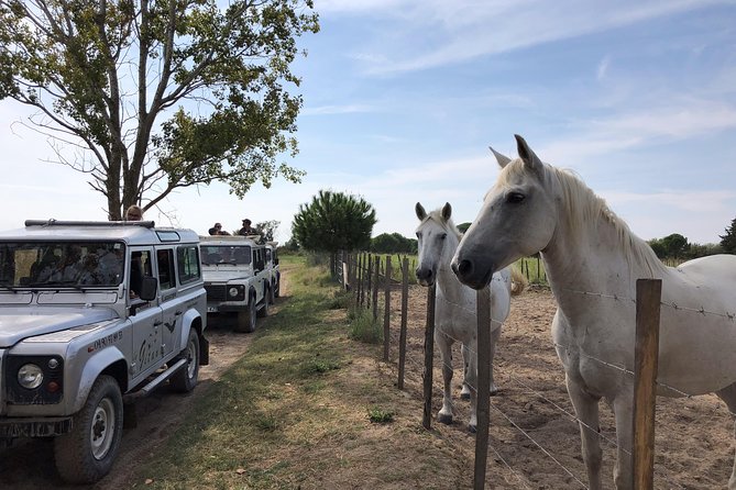 Camargue 4x4 Safari 2 hours Saintes Maries de la Mer - The Sum Up
