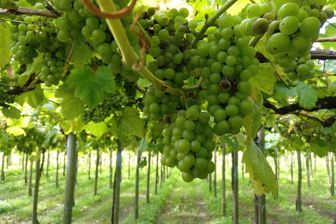 CLIFFS, GRILLED FISH and TXAKOLI WINE - Private Gastronomic Adventure - FAQ