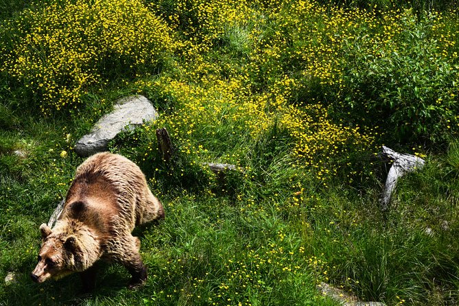 Day Trip to Ranua Arctic Wildlife Park from Rovaniemi - Final Thoughts