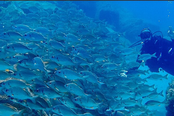 Discover Scuba Diving, Tenerife. Photos and videos included - The Sum Up: Is It Worth It?