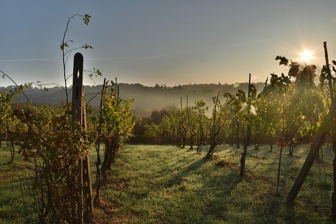 Discover the wine producers of Emilia Romagna - FAQ