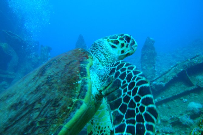 Diving Baptism - FAQs