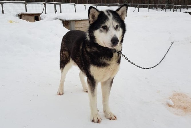 Dogsled Adventure Kiruna - Who will love this tour?