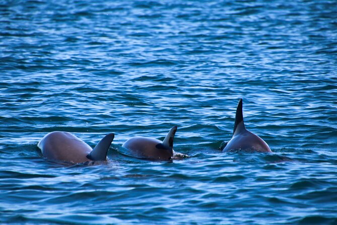 Dolphin Adventure in Sotogrande with Drink Included - Final Thoughts