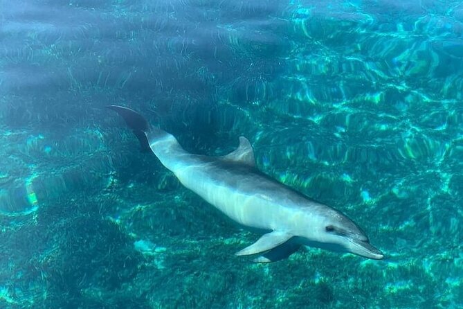 Dolphin Watching Boat Excursion to Figarolo Island from Olbia - FAQ