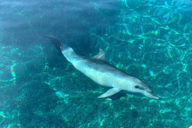 Dolphin Watching Tour with Snorkeling from Olbia - FAQs