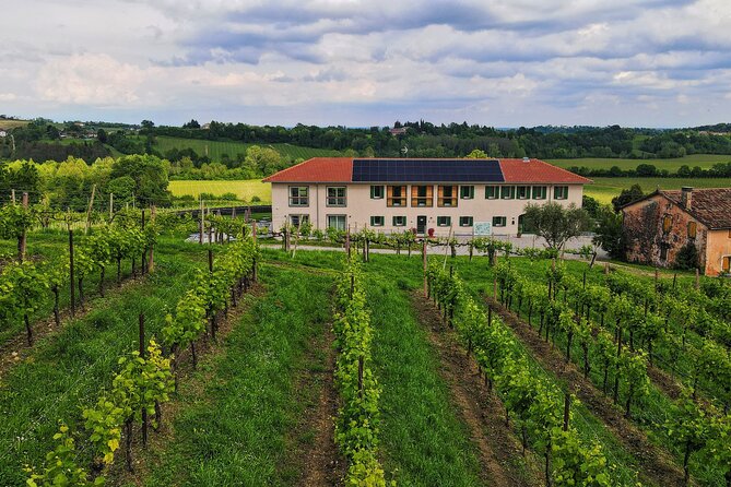 Exclusive Tour of the Vineyards with Visit to the Cellar! - Real Guest Feedback