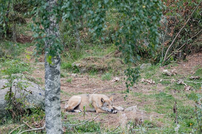 Experience Reindeer Farm and Ranua Wildlife Park in Rovaniemi - FAQ