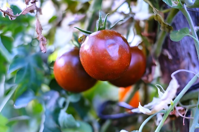 Gastronomical Amalfi Coast Hike with Cooking Class - The Sum Up