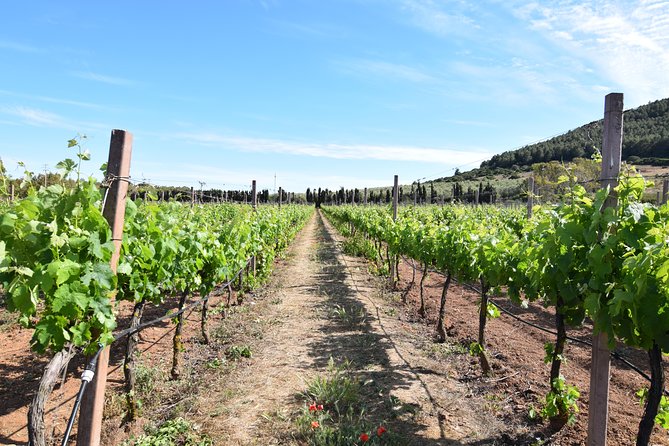 Guided Wine and Olive oil tasting - The Bottom Line: Who Will Love This Tour?