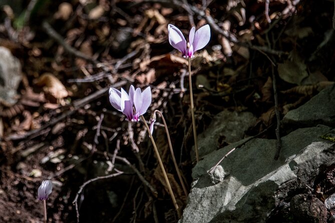 Hiking Menalon & Lousios gorge - FAQ