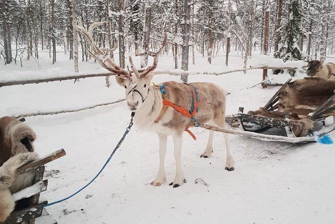 Lapland Reindeer and Husky Safari from Levi - Final Thoughts