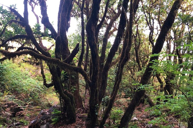 Madeira: Private Guided Walk Vereda Fanal PR13 - Frequently Asked Questions