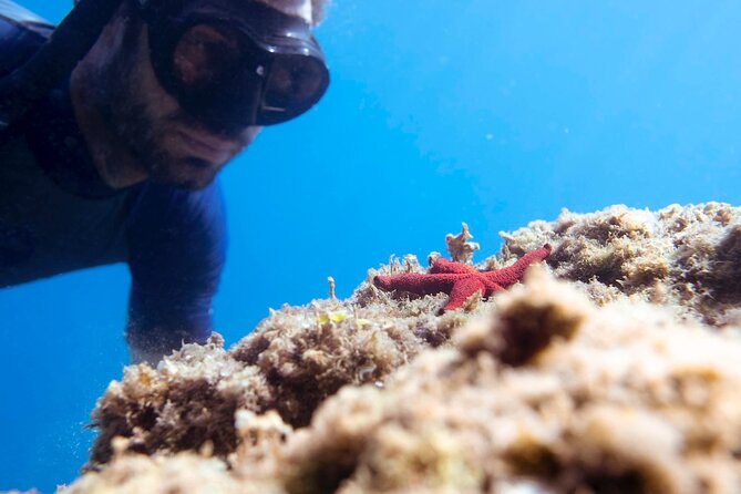 Marine Biology & Snorkelling Experience in the Cinque Terre - FAQ
