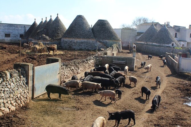 Martina Franca e-Bike tour . Visit a breeding and a dairy farm - The Sum Up