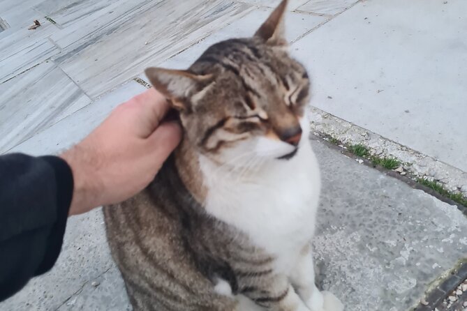 Meet the Cats of Acropolis and Thissio Private Tour - FAQ