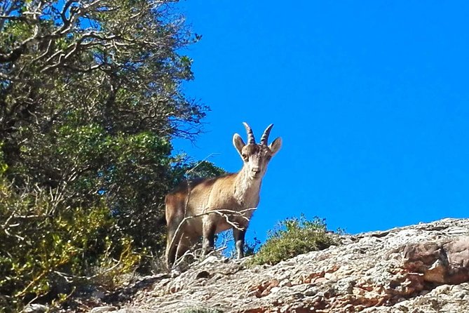Montserrat Land of Shrines - One Day Small Group Hiking Tour from Barcelona - FAQs