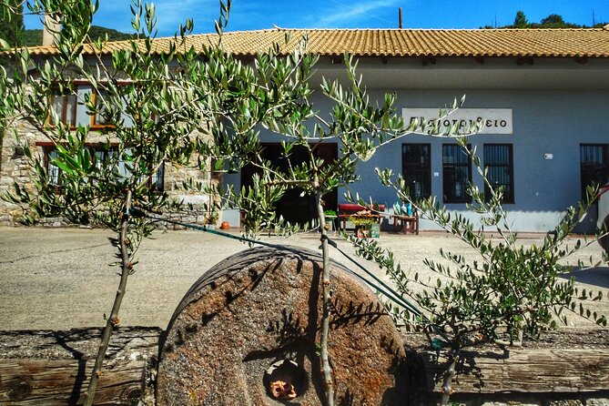 Olive Tour & Tasting - What Past Travelers Say