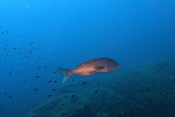 Open Water Diver course - Final Thoughts