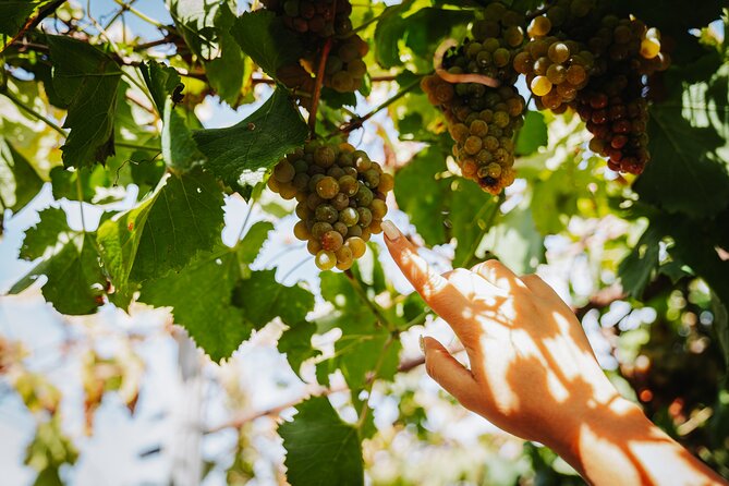 Pompeii Guided Tour & Lunch with Tasting at Two Vesuvian Wineries - FAQ