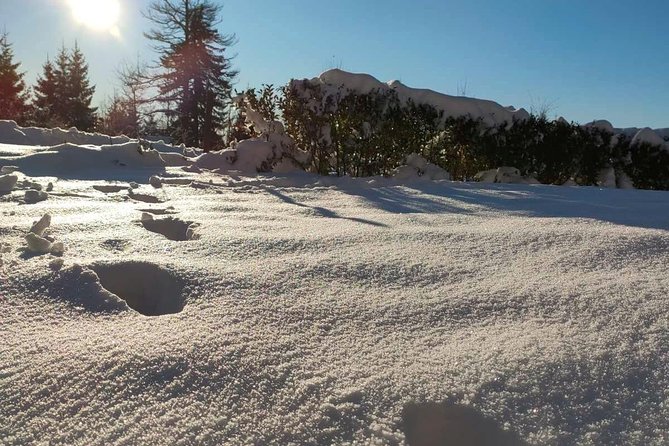 Private Buggy Experience All Seasons in Pamporovo - FAQs