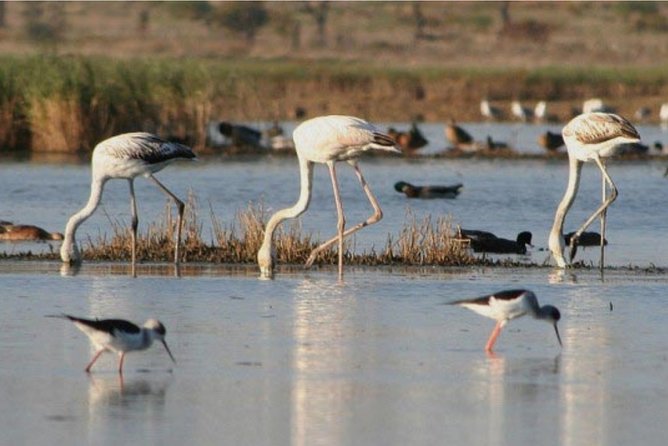 Private Half-Day Boat Tour in Ria Formosa from Faro - Frequently Asked Questions