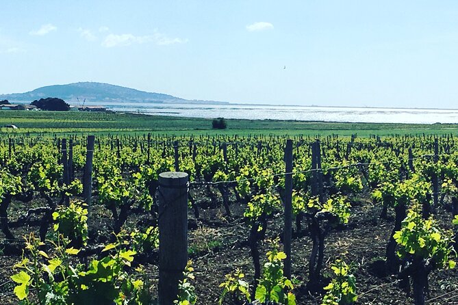 Private Half-Day Languedoc Wine Tour from Sète - FAQ