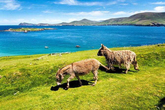 Private tour of Dingle and Slea Head with accredited guide - Final Thoughts