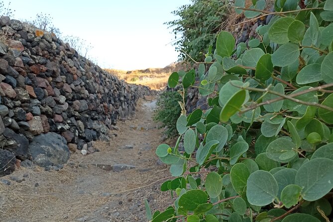 Santorini: Private Agri-Educational Visit to an Organic Farm - Stop 1: The Organic Farm and Vineyard