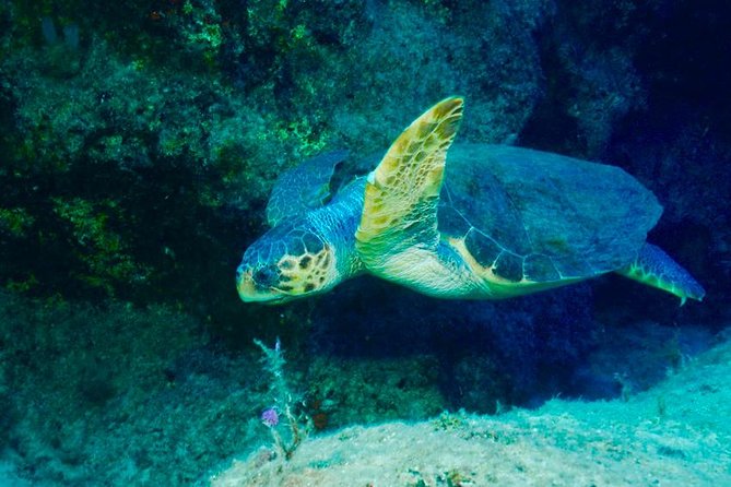 Scuba Diving in Kas for Certified Divers incl. All Equipments - FAQ