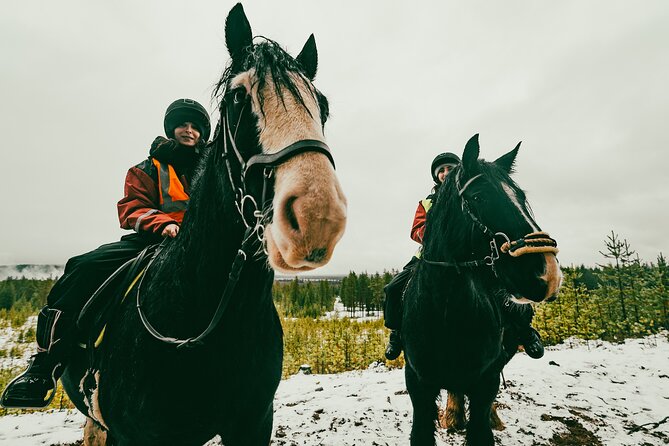 Small-Group Arctic Circle Horse Riding from Rovaniemi - What Reviewers Say