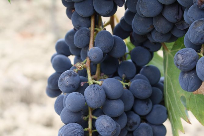 Super Tuscan & IGT wines, Evo Oil & Balsamic Vinegar Tasting - The Sum Up