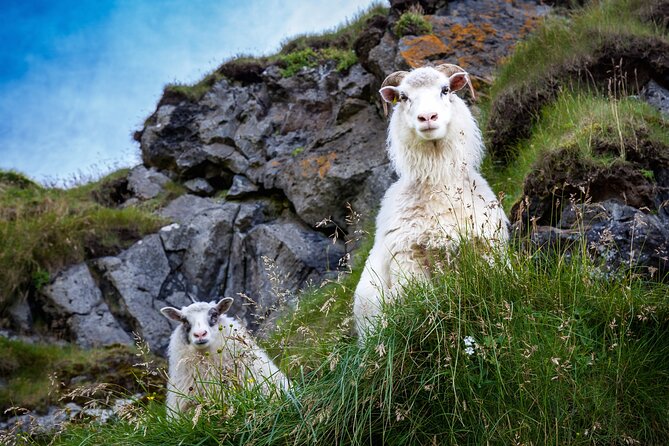 The Best of Vestmannaeyjar with Ebbi - Who Should Consider This Tour?
