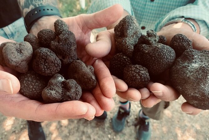 Truffle Hunting in Tuscany - The Sum Up