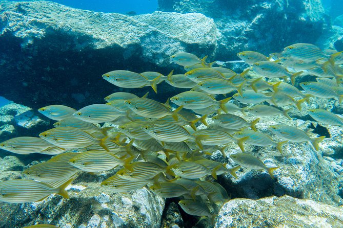 Try Dive - PADI Discover Scuba Diving in Tenerife - Frequently Asked Questions