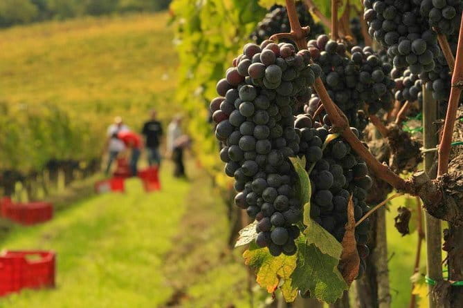 Tuscany Wine Tastings with Panoramic View - Florence to Chianti - FAQ
