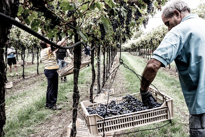 Verona area: Wine Tasting Experience in Valpolicella - Final Thoughts