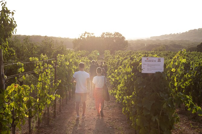 Wine Experience: vineyard, wines and food - Wrapping It Up