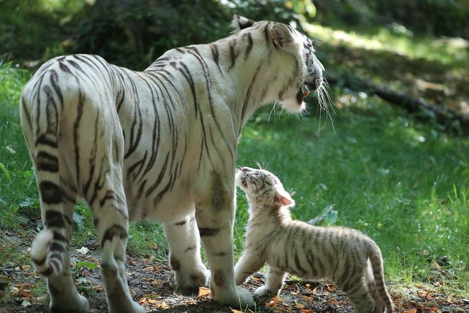 Zoo Of Beauval - Private Trip - FAQ
