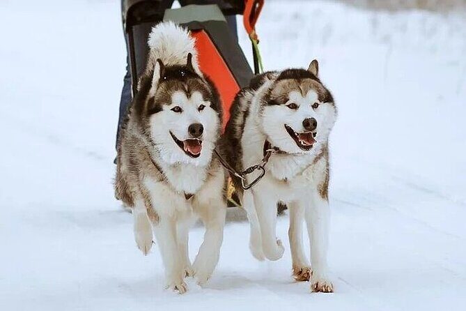 8-10km Husky Ride in the Taiga and Visit other farm animals - Practical Tips for Participants
