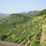 8-Hour Prosecco Wine and Tastings Tour from Venice or Padua - Visiting the Heart of Prosecco Country